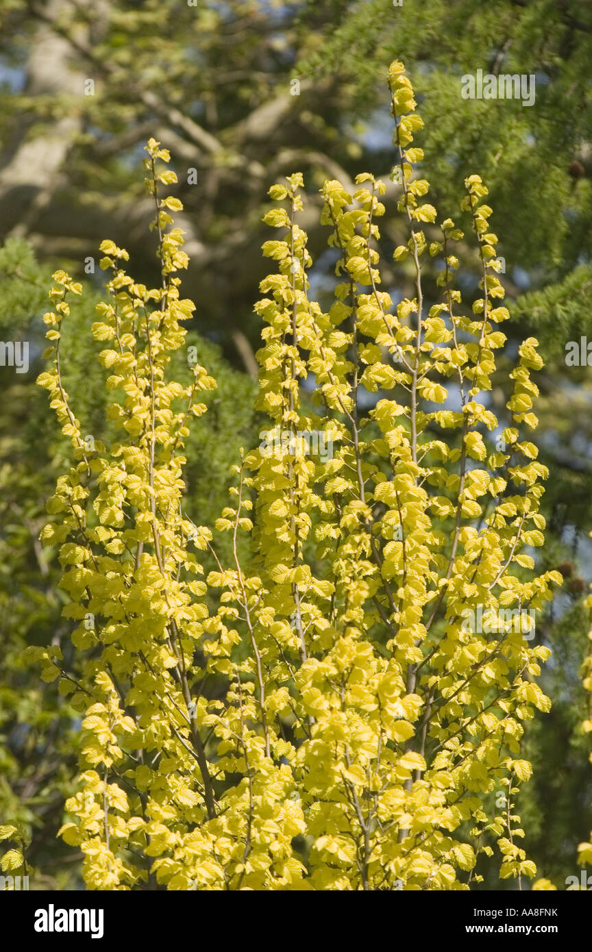 Yellow spring GOLDEN ELM Ulmus hollandica Dampieri Aurea, U. hollandica ...