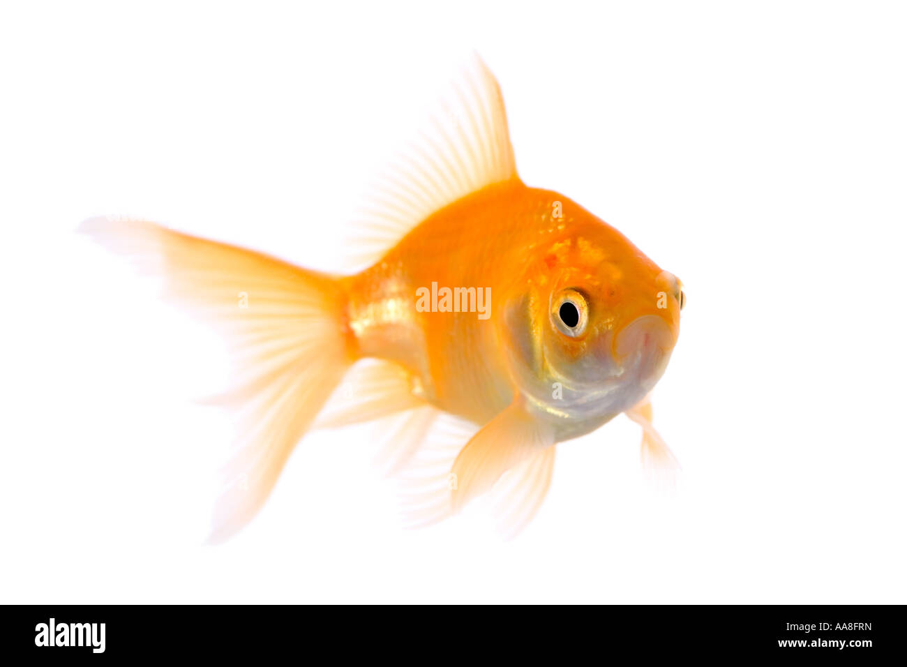 Gold fish hi-res stock photography and images - Alamy