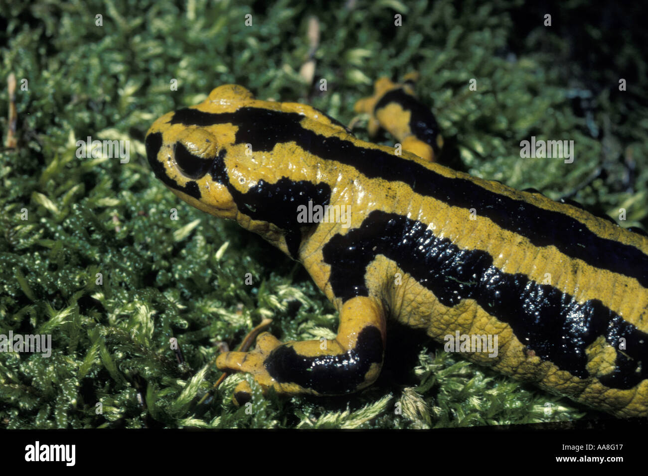 Fire Salamander or European salamander Salamandra Salamandra Spain ...