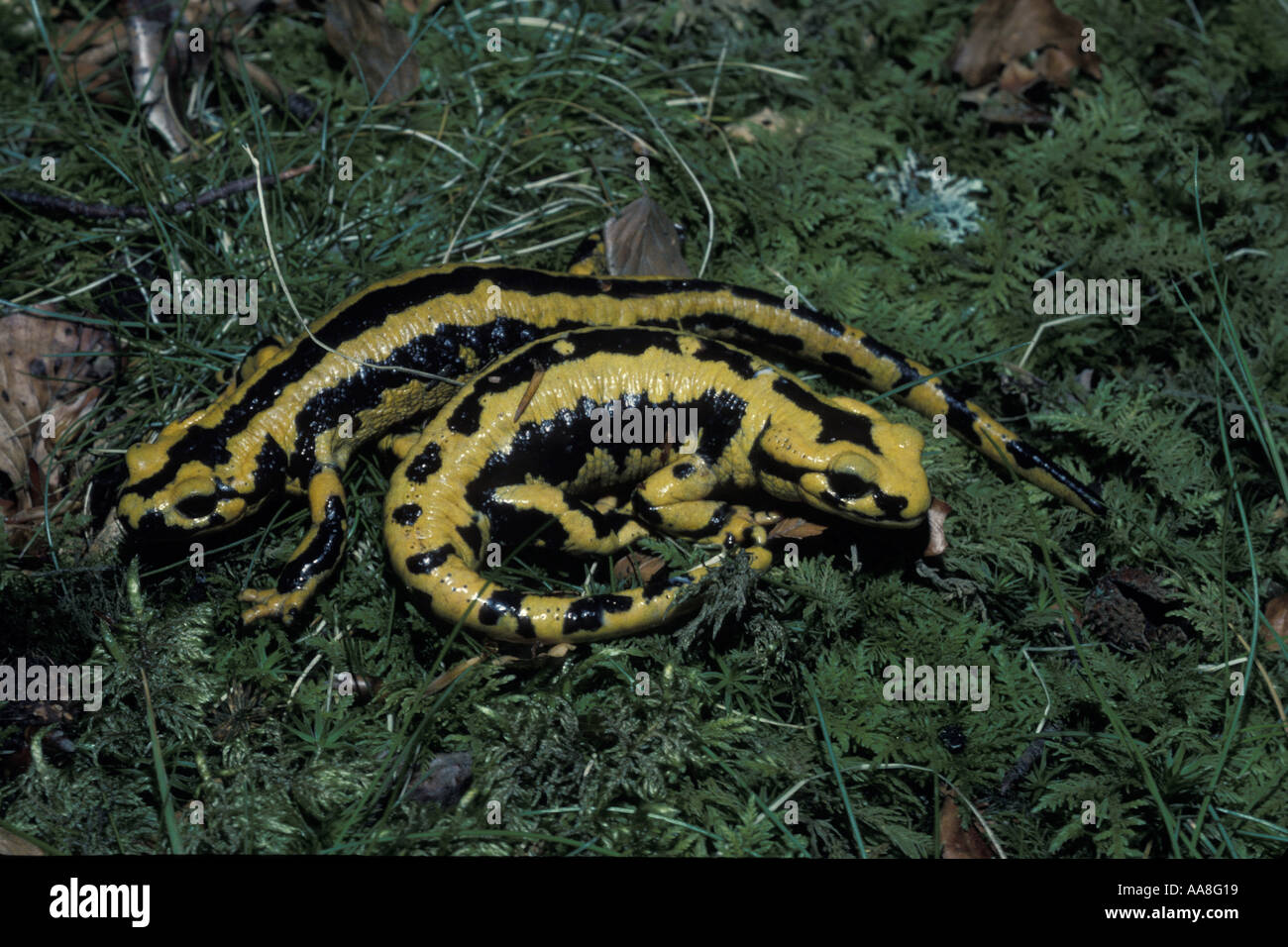 Fire Salamander or European salamander Salamandra Salamandra Spain ...