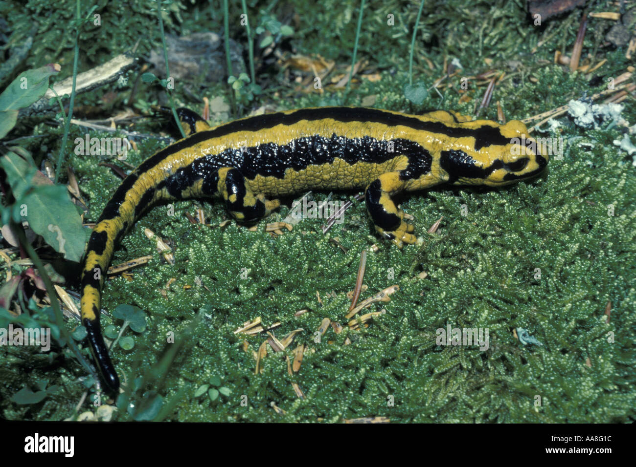 Fire Salamander or European salamander Salamandra Salamandra Spain ...