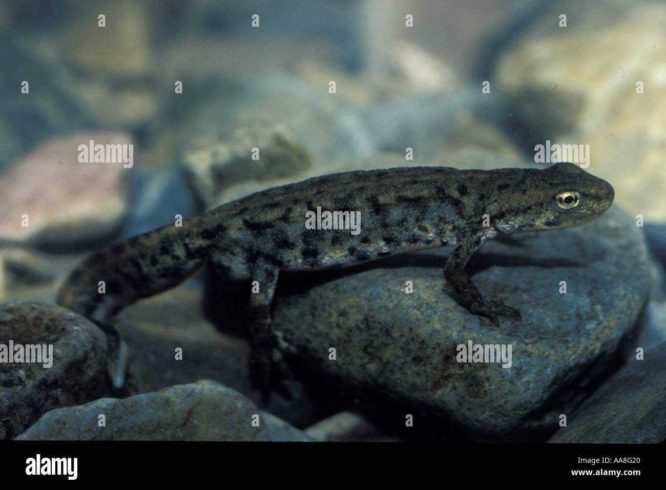 Iberian newt hi-res stock photography and images - Alamy