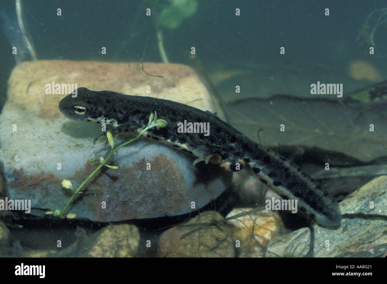 Iberian newt hi-res stock photography and images - Alamy
