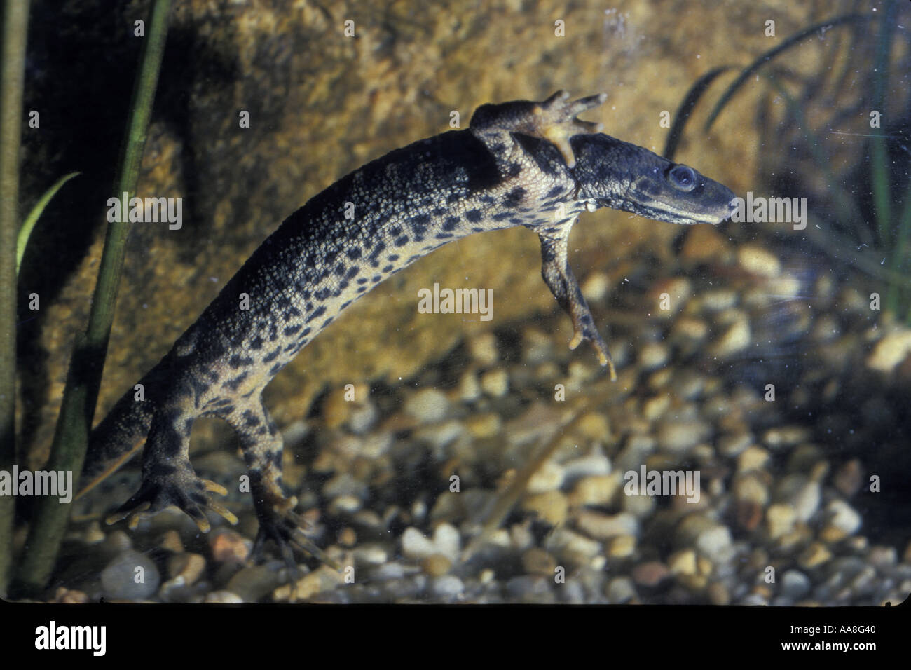 Spanish Ribbed Newt Gallipato Pleurodeles waltl Spain Carlos Sanz V W ...