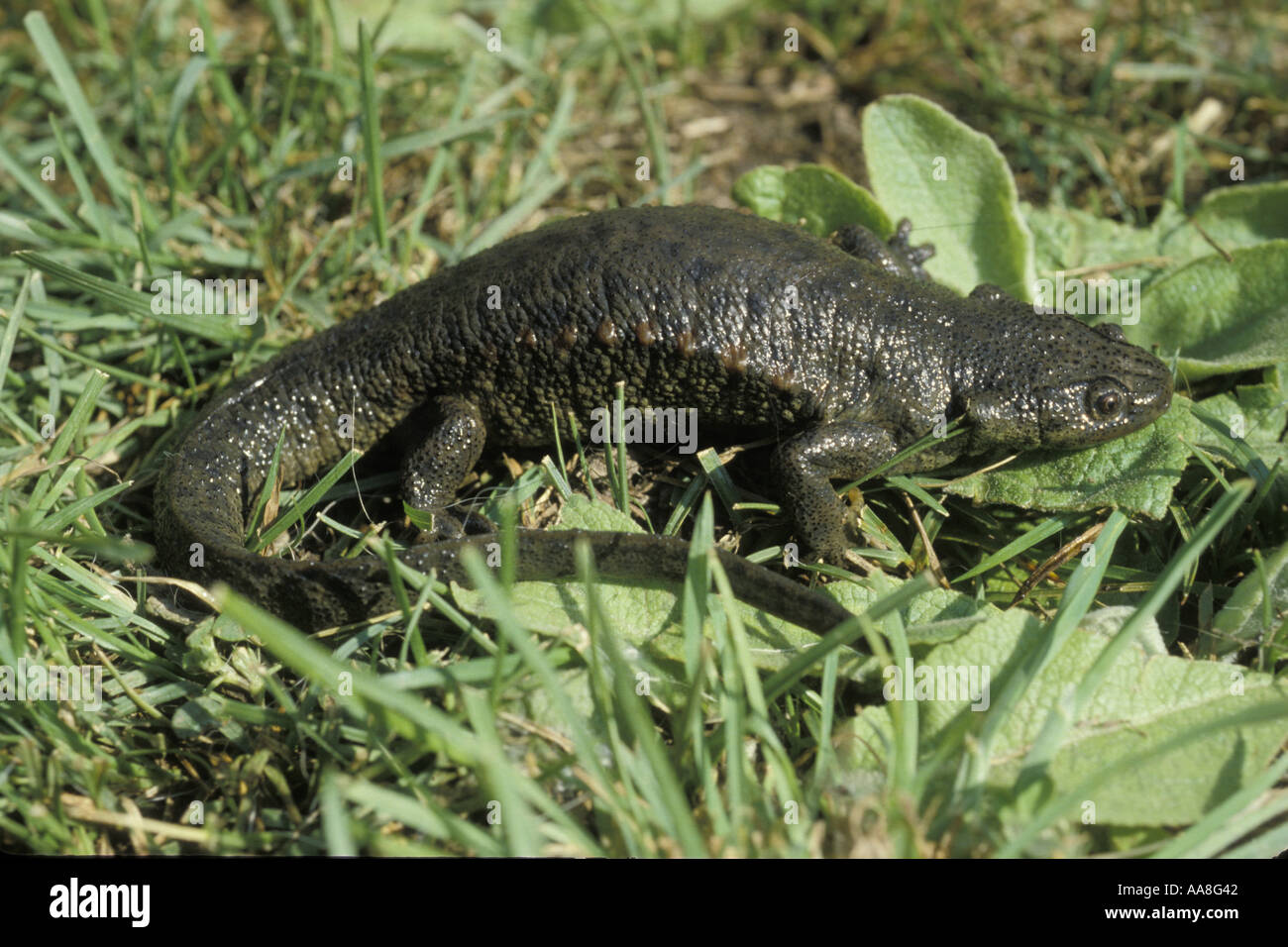 Spanish Ribbed Newt Gallipato Pleurodeles waltl Spain Carlos Sanz V W ...