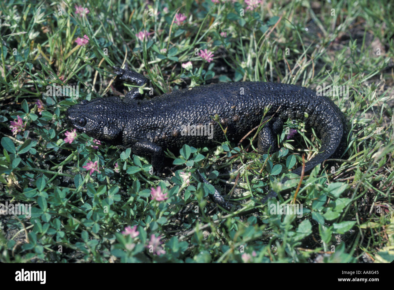 Spanish Ribbed Newt Gallipato Pleurodeles waltl Spain Carlos Sanz V W ...