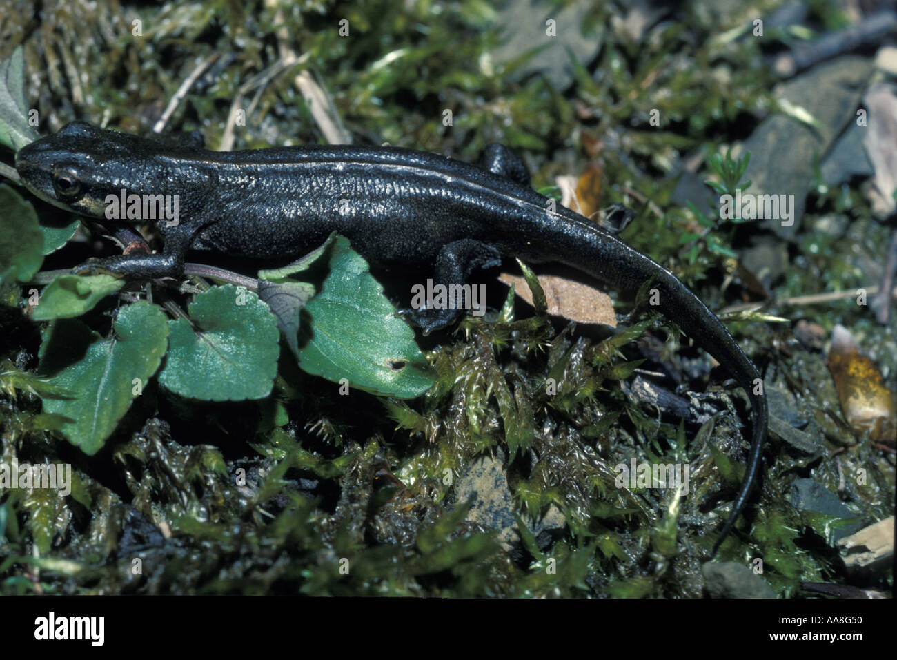 Female Palmite Newt Triton palmeado Hembra Triturus helveticus Spain ...