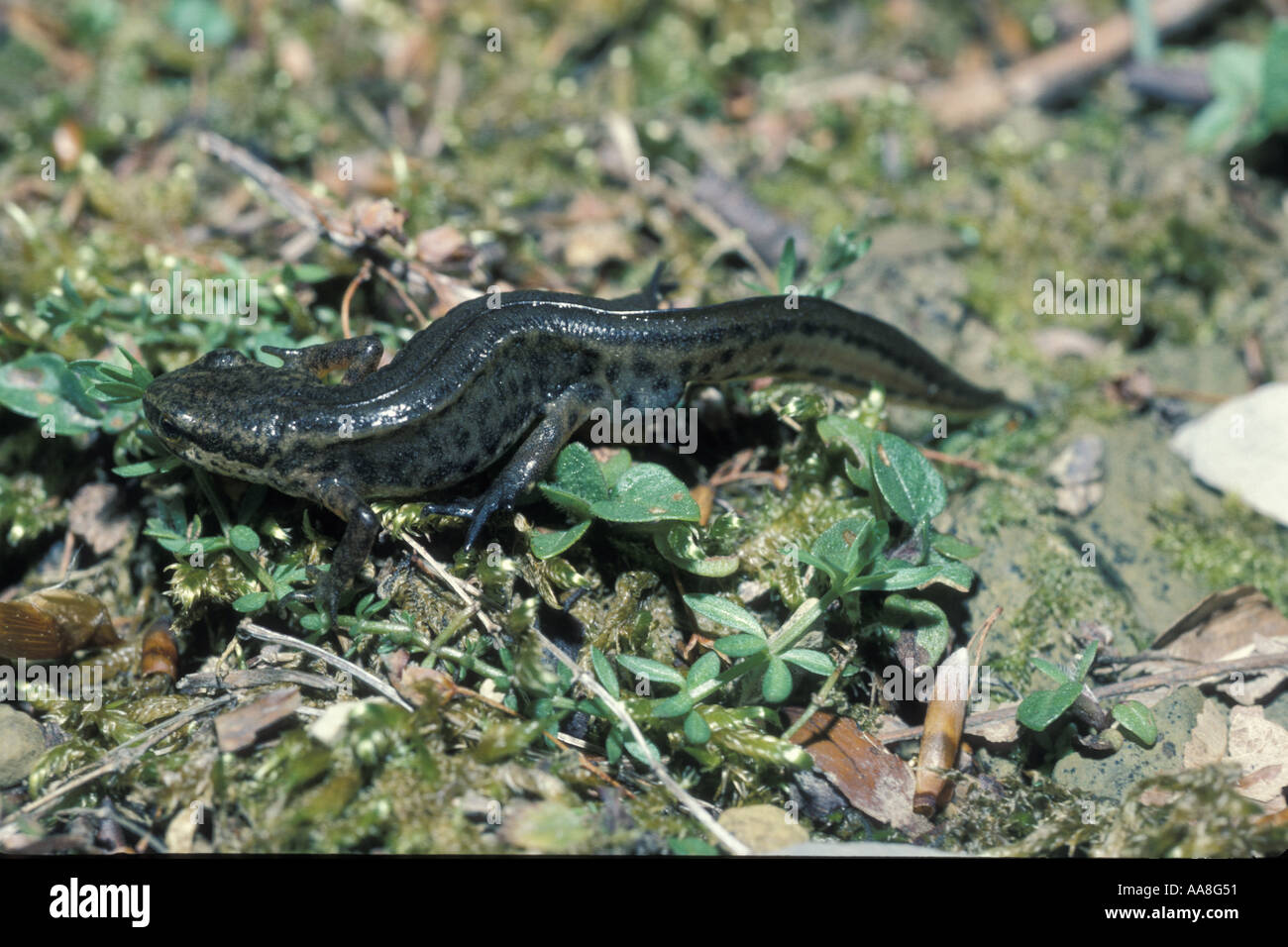 Male Palmite Newt Triton palmeado macho Triturus helveticus Spain ...