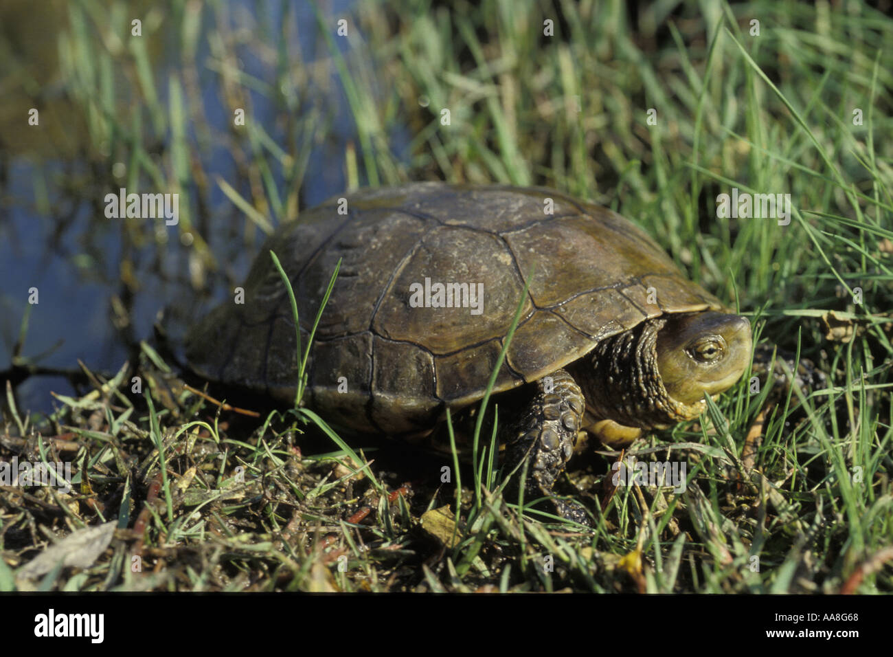Spanish Terrapin Mauremys leprosa Spain Carlos Sanz V W underwater swim ...