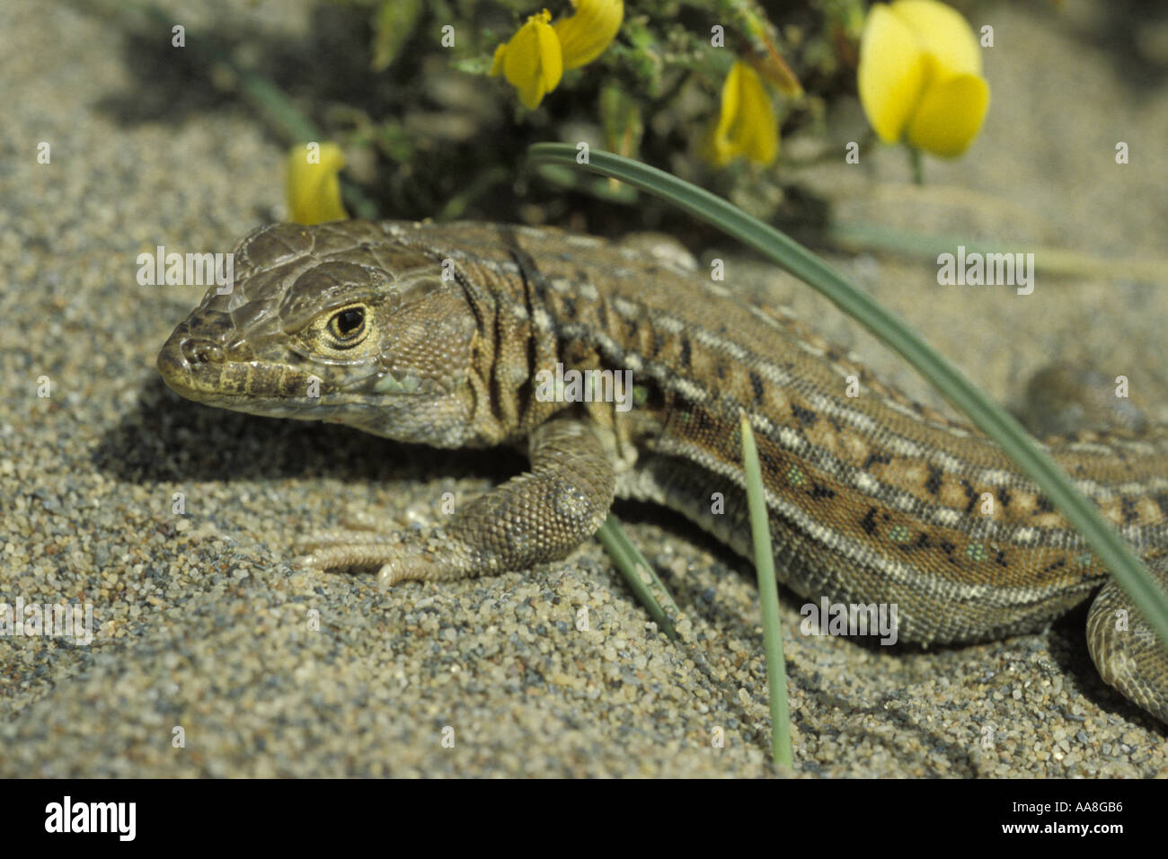 Spiny footed lizard spain hi-res stock photography and images - Alamy
