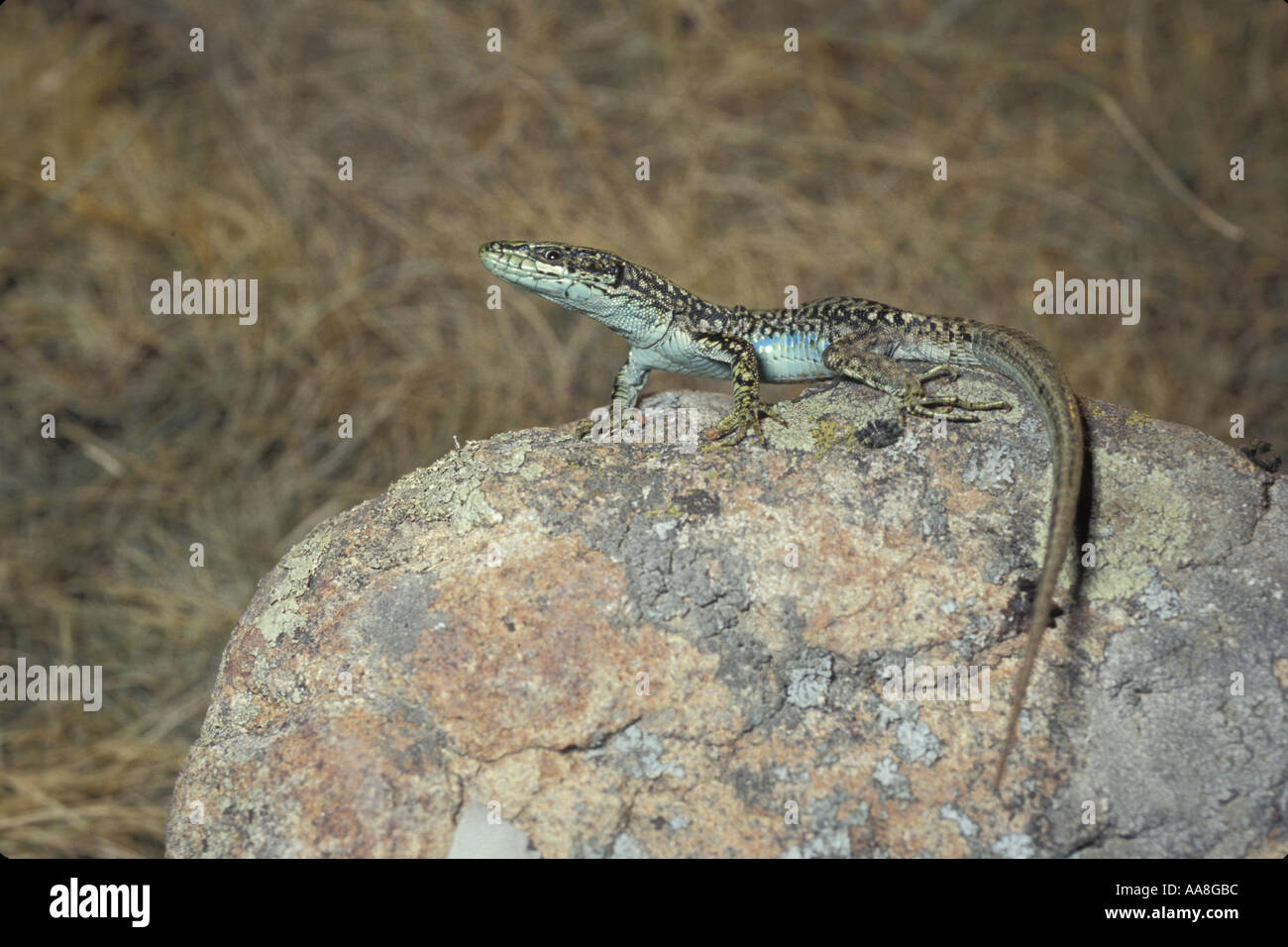 Iberian rock lizard lacerta monticola hi-res stock photography and ...