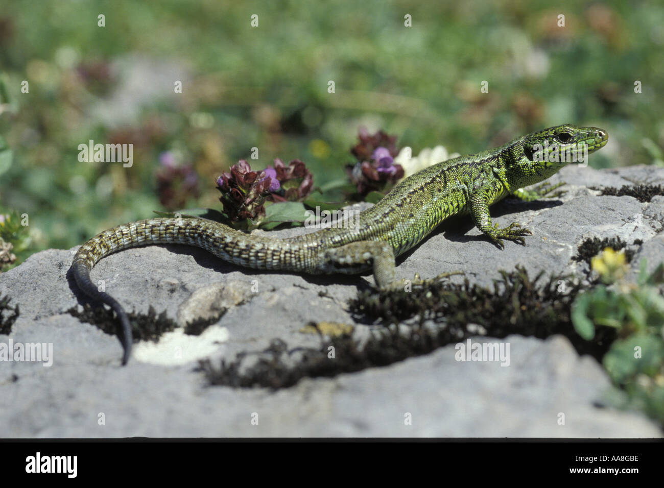 Iberian rock lizard lacerta monticola hi-res stock photography and ...