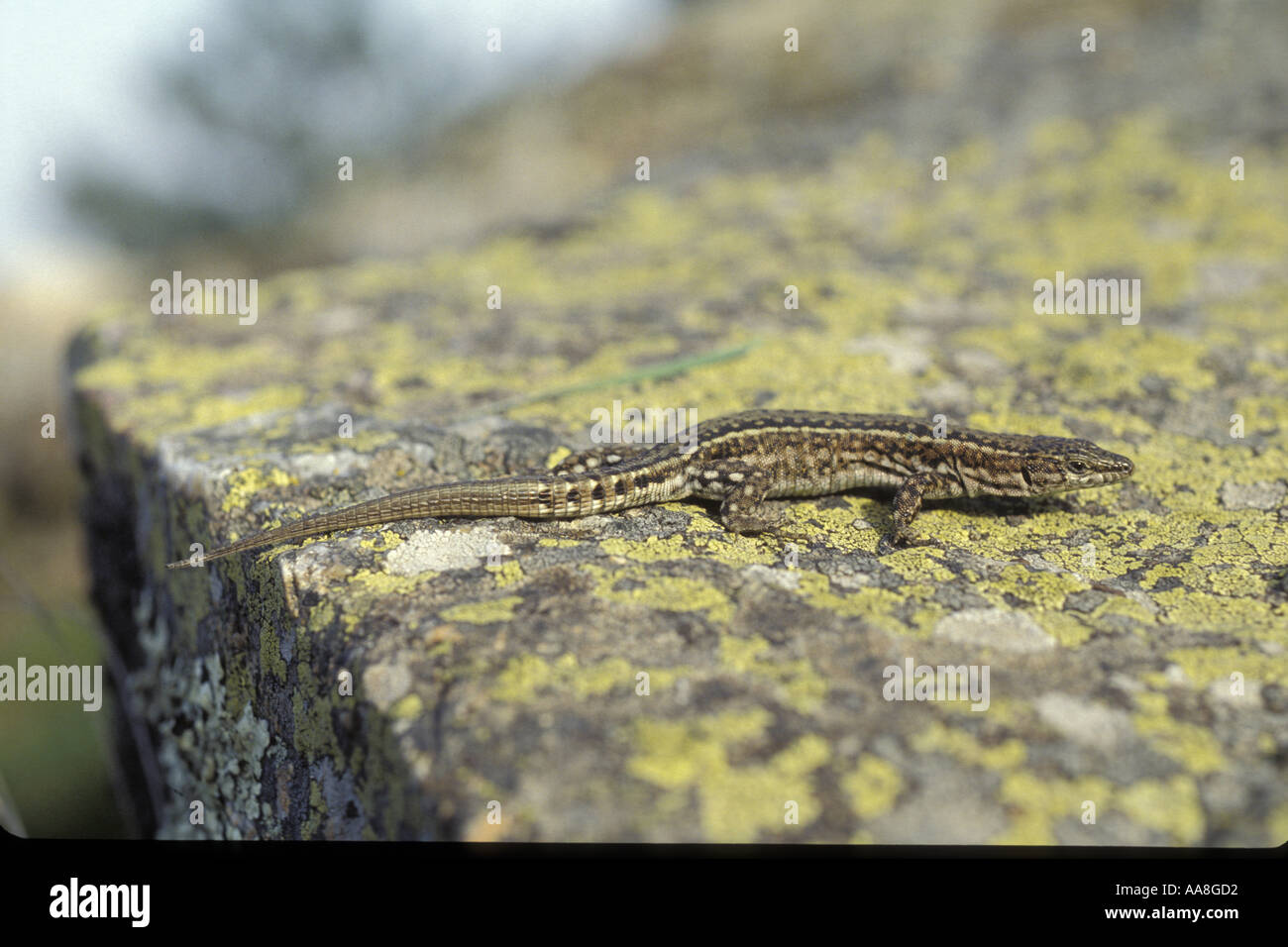 Iberian Male Lizard in breeding season Podarcis Hispanica spain Carlos ...