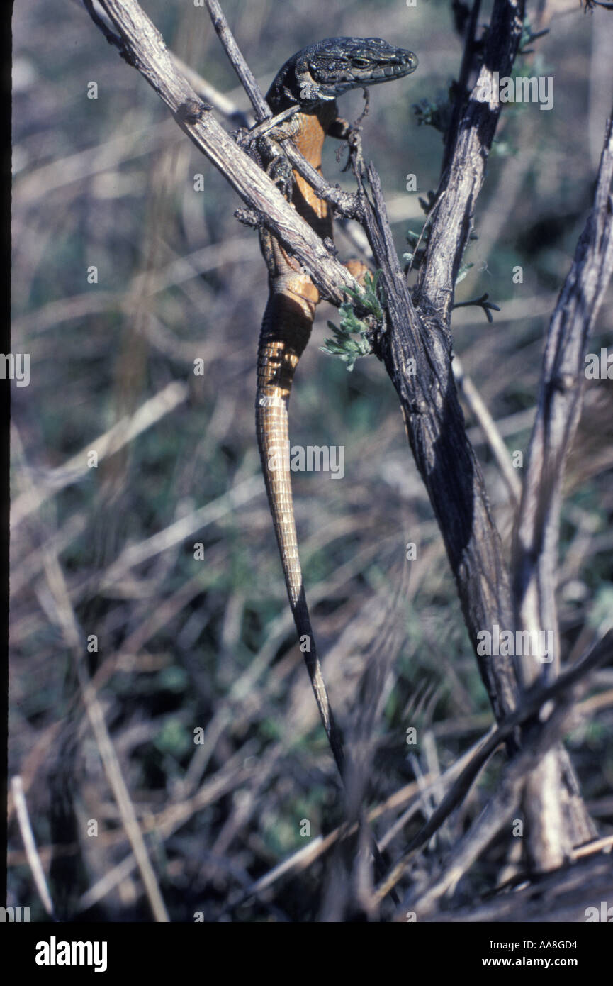 Iberian Male Lizard in breeding season Podarcis Hispanica spain Carlos ...
