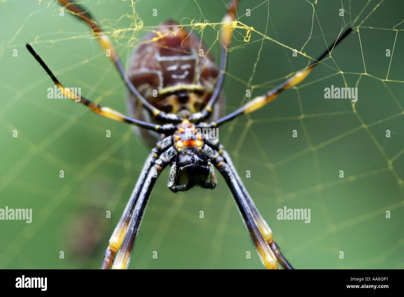 Cyrotophora spp hi-res stock photography and images - Alamy
