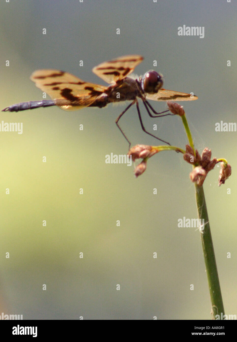 Spiracles close hi-res stock photography and images - Alamy