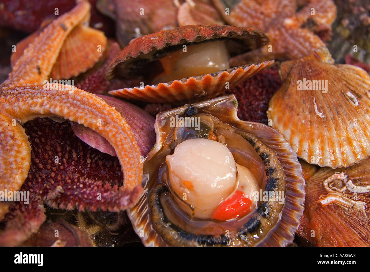 Scallop shells scotland hi-res stock photography and images - Alamy
