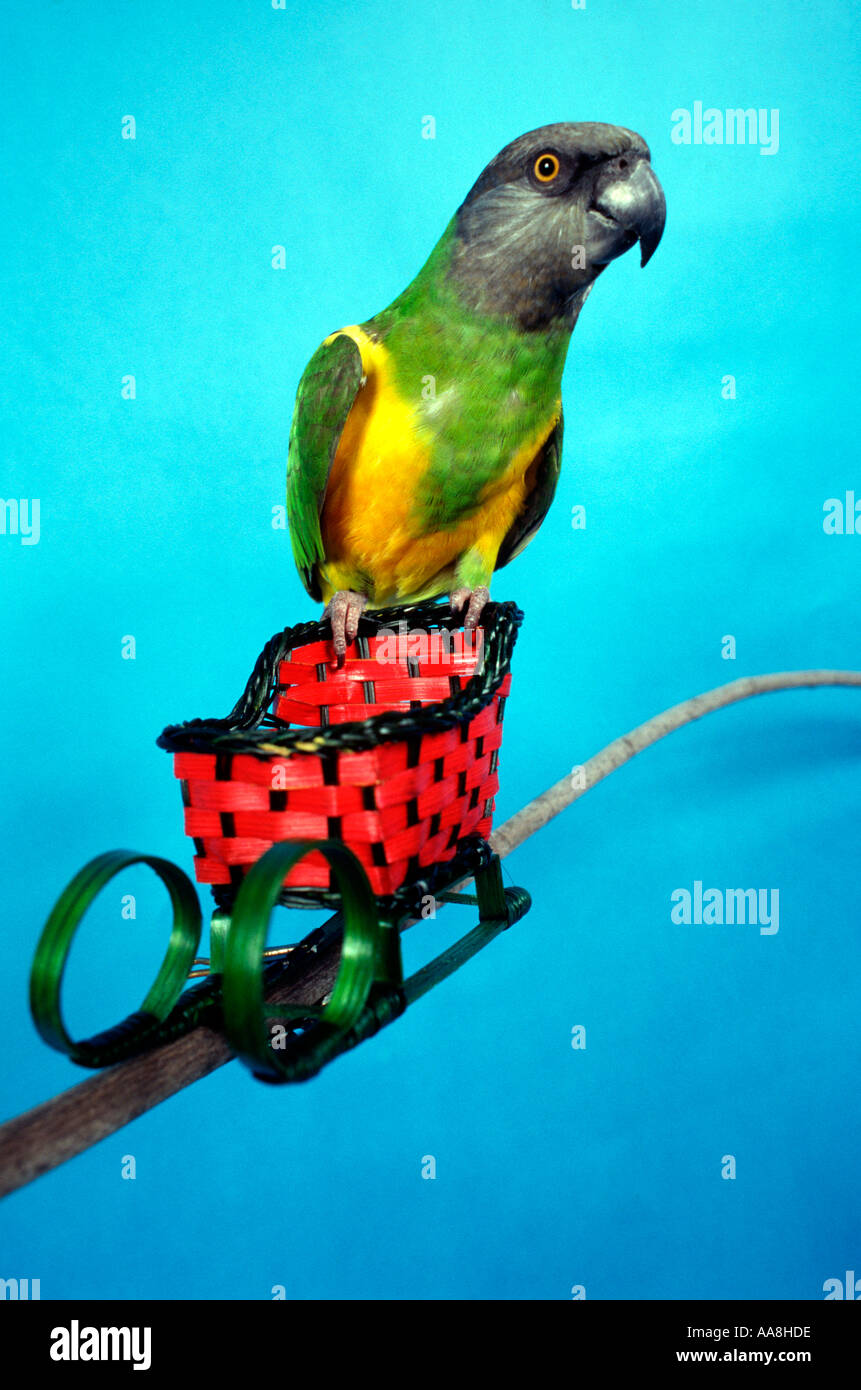Parrot santa claus hi-res stock photography and images - Alamy