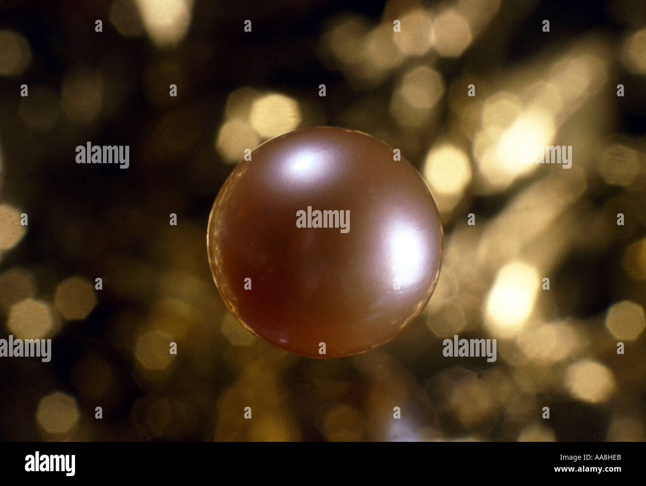 Philippine pearl oyster hi-res stock photography and images - Alamy