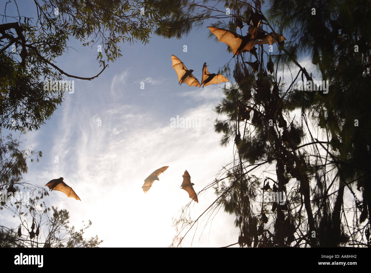 Australian Native Flying Foxes High Resolution Stock Photography and ...