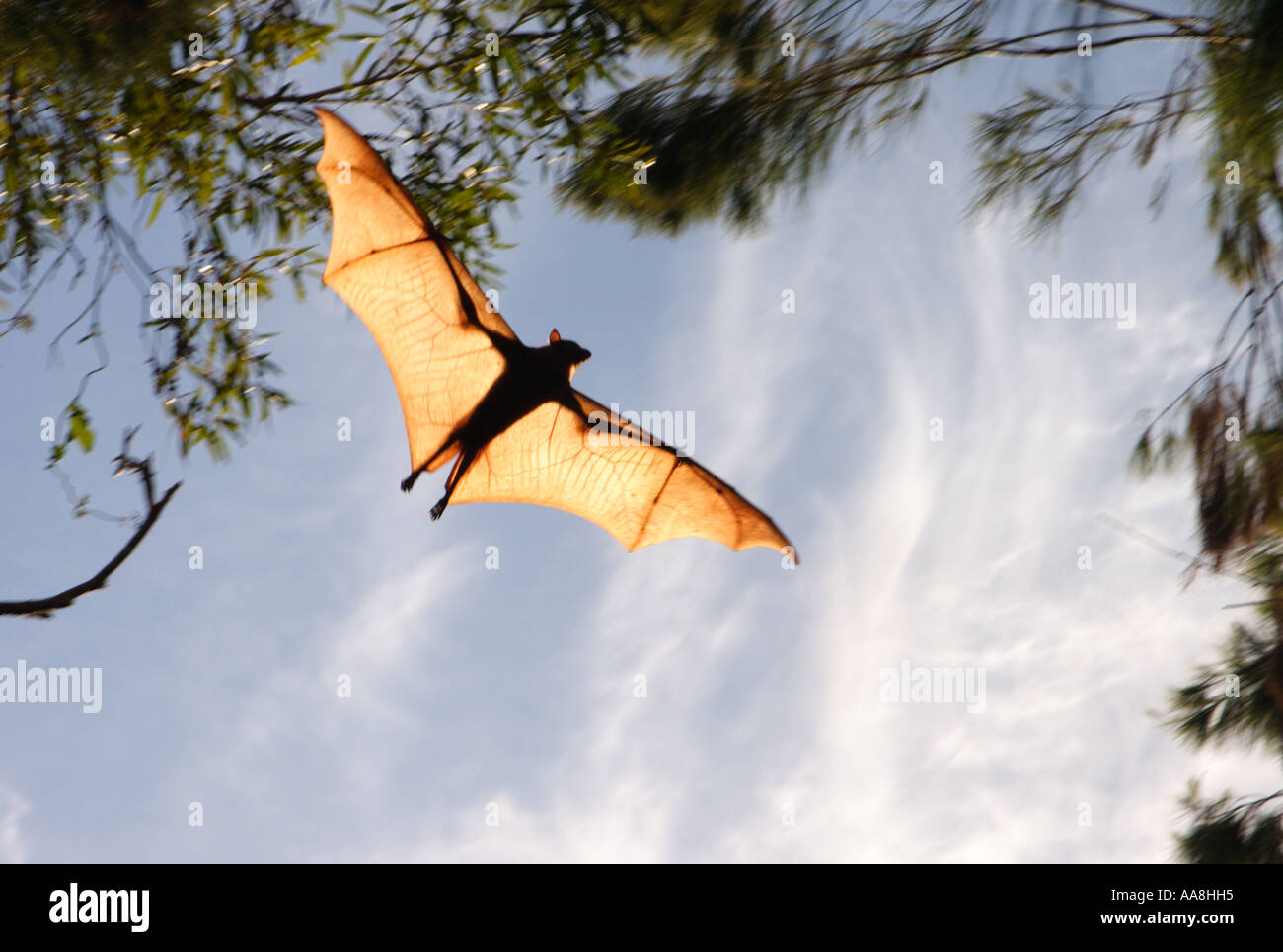 A GREY HEADED FLYING FOX BAPDB7263 Stock Photo - Alamy