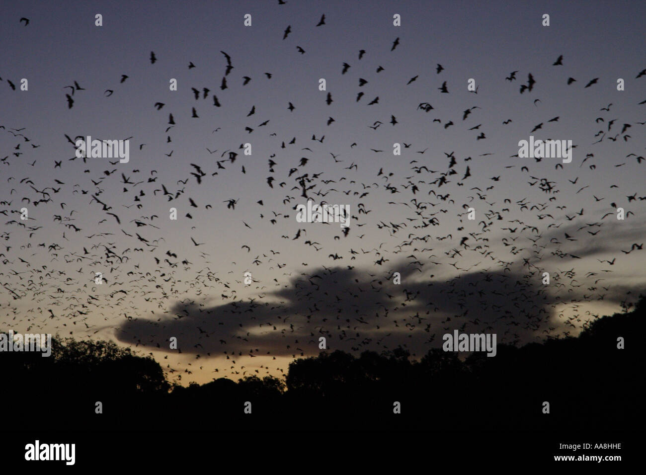A COLONY OF FLYING FOXES FLYING IN THE EVENING SKY BAPDB7267 Stock ...