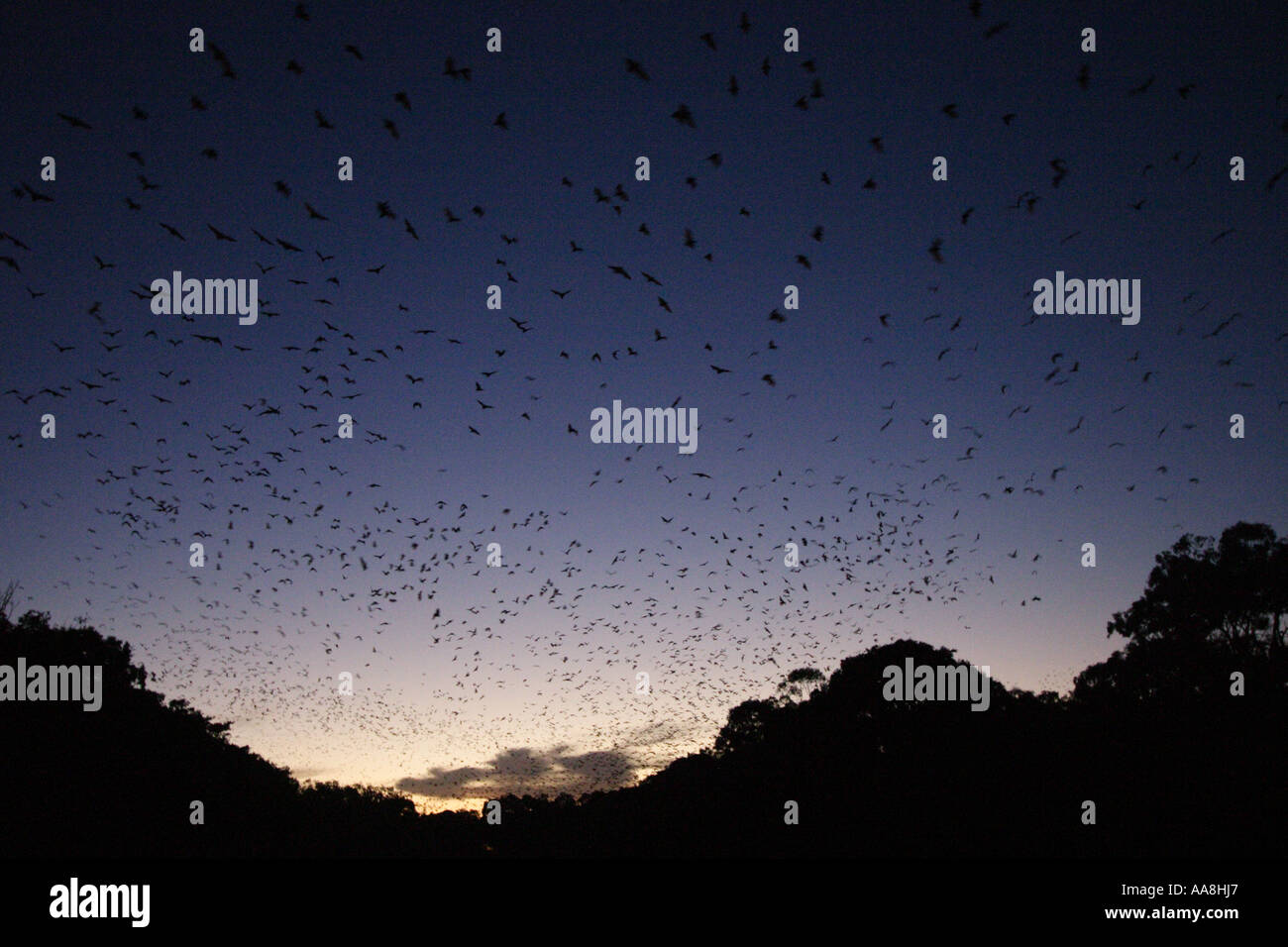 A COLONY OF GREY HEADED FLYING FOXES FLYING IN THE EVENING SKY ...