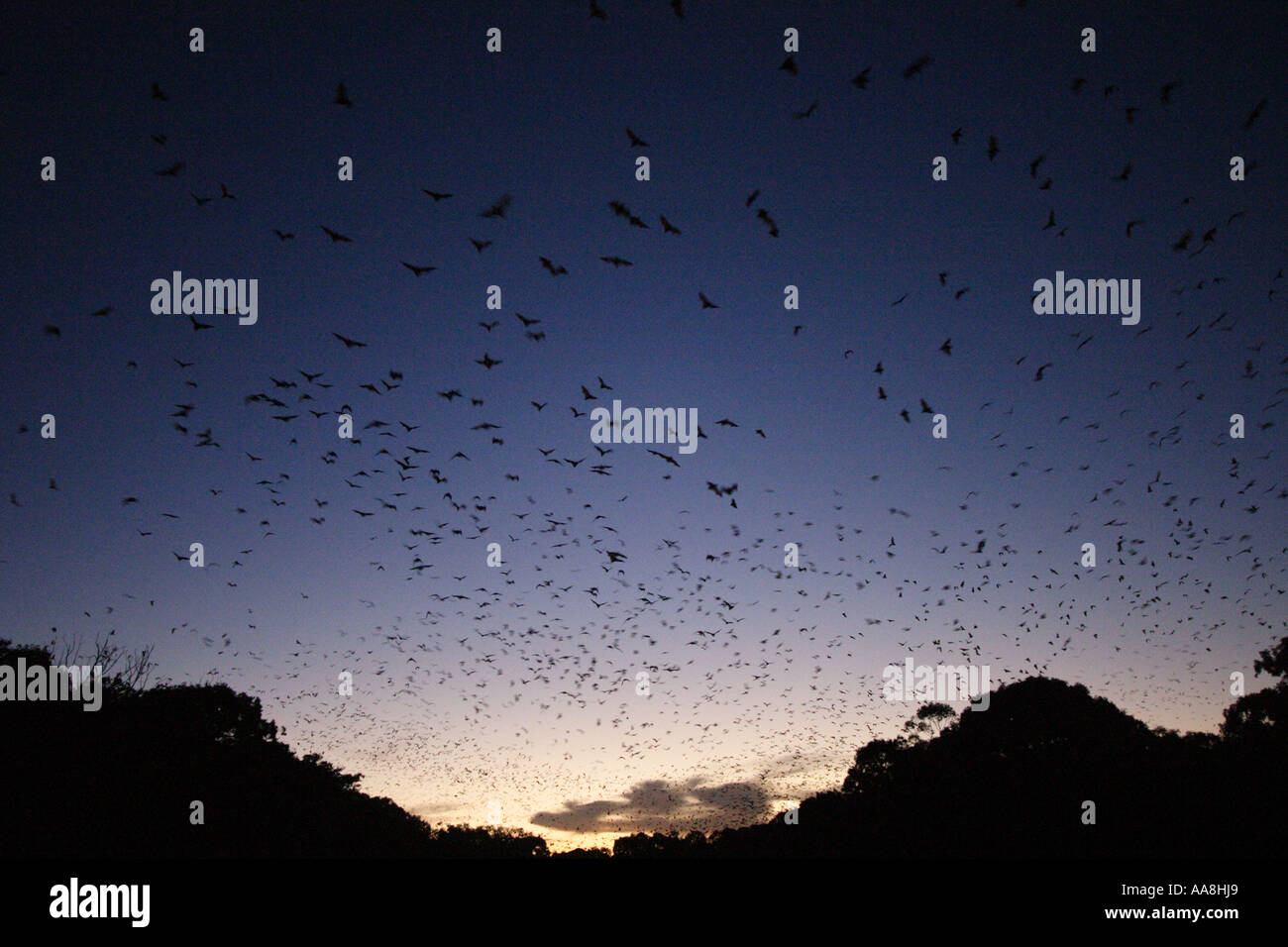 Australian native flying foxes hi-res stock photography and images - Alamy