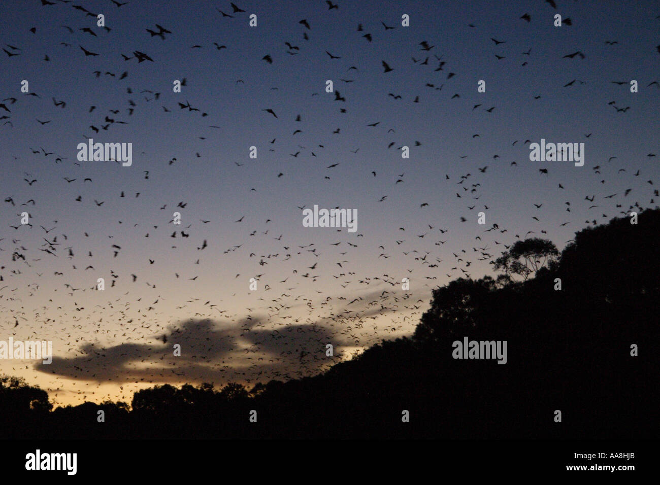 A COLONY OF GREY HEADED FLYING FOXES FLYING IN THE EVENING SKY ...