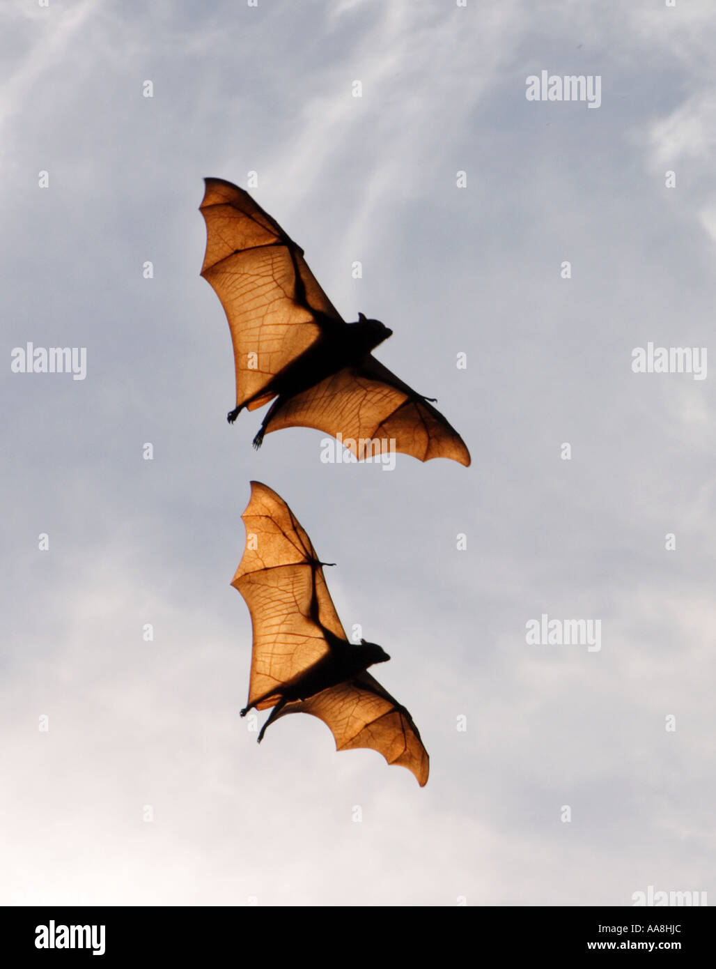 Australian Native Flying Foxes High Resolution Stock Photography and ...