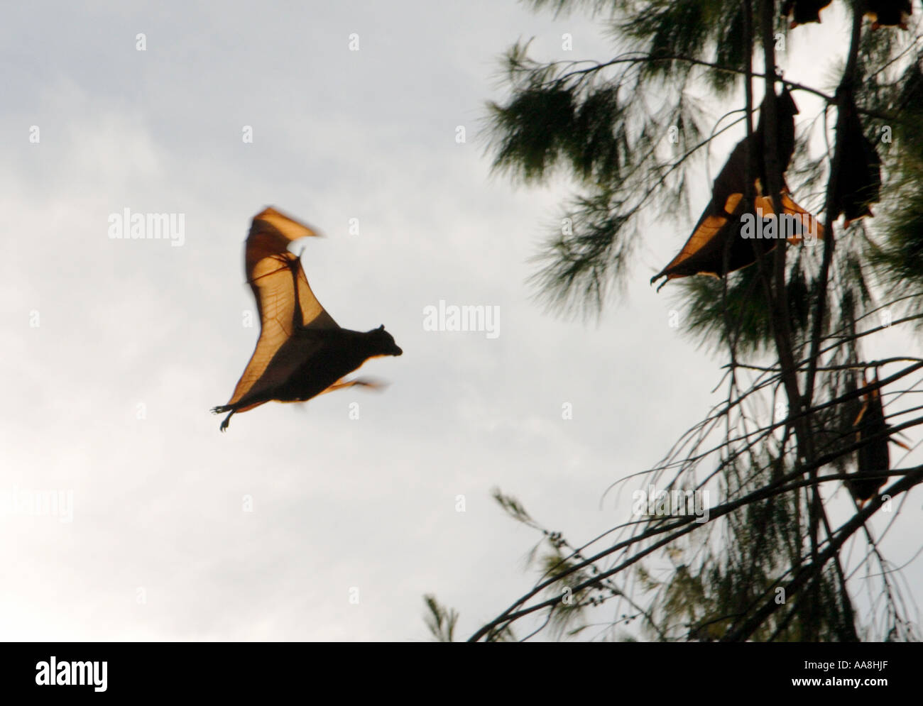 A GREY HEADED FLYING FOX BAPDB7279 Stock Photo - Alamy