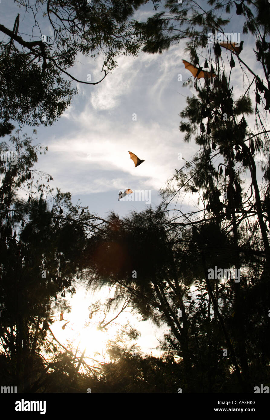 Australian native bats hi-res stock photography and images - Alamy