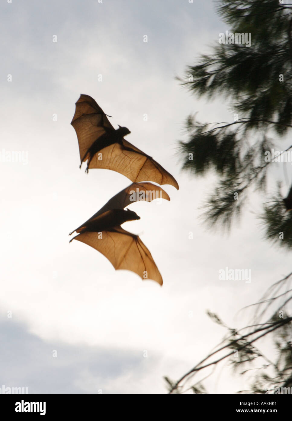 A PAIR OF GREY HEADED FLYING FOXES BAPDB7281 Stock Photo - Alamy