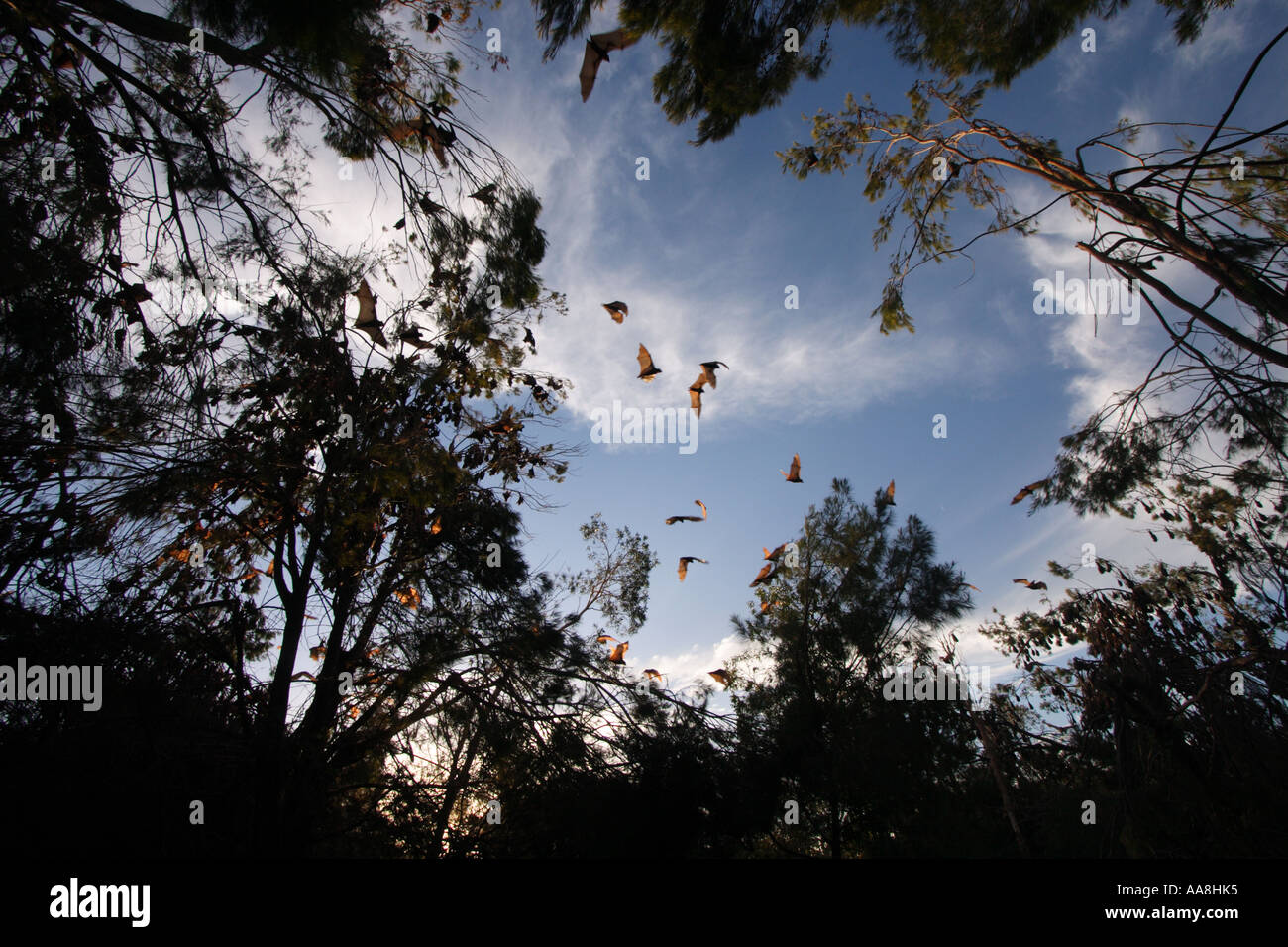 A COLONY OF GREY HEADED FLYING FOXES FLYING IN THE SKY BAPDB7284 Stock ...