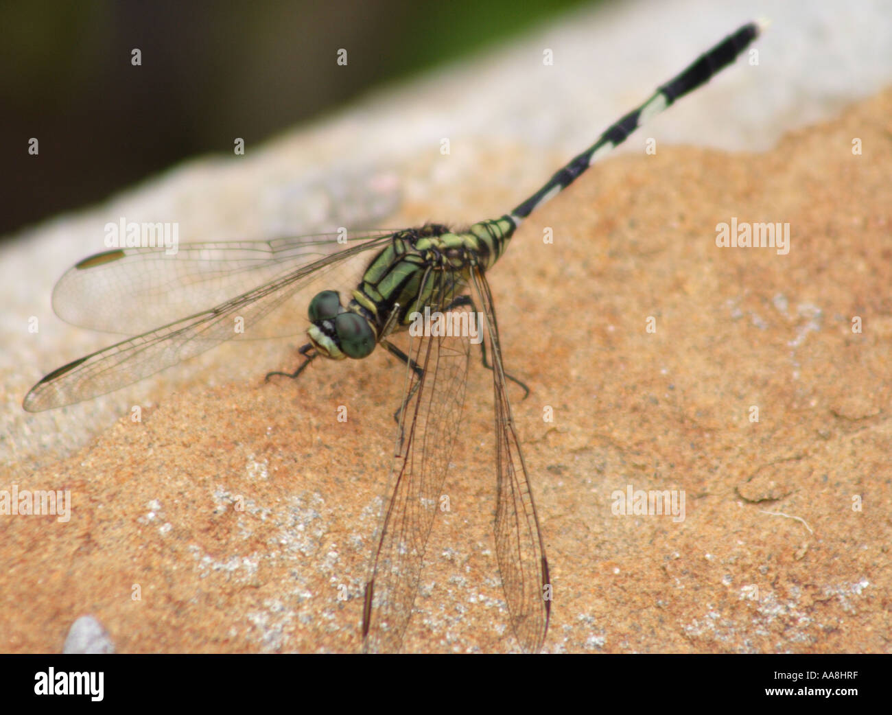 Spiracles Stock Photos & Spiracles Stock Images - Alamy