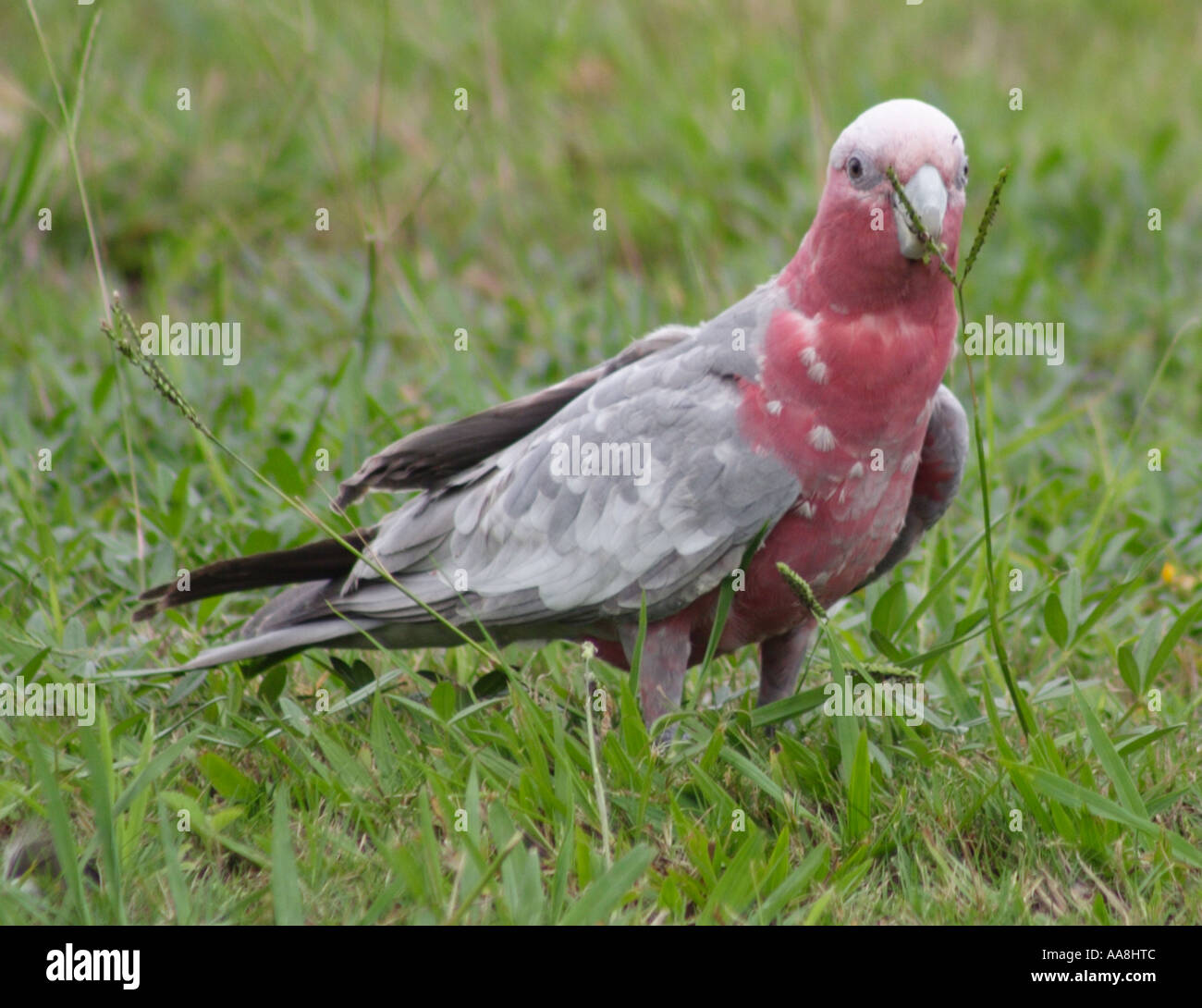 AN AUSTRALIAN GALAH BAPDA7431 Stock Photo - Alamy