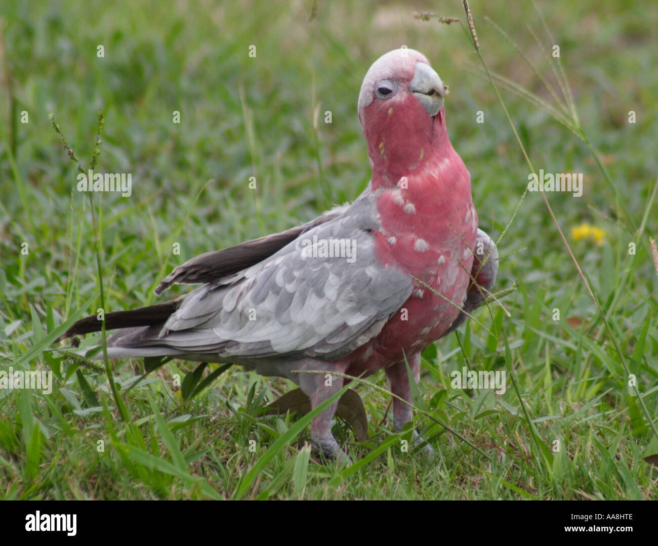 AN AUSTRALIAN GALAH BAPDA7432 Stock Photo - Alamy