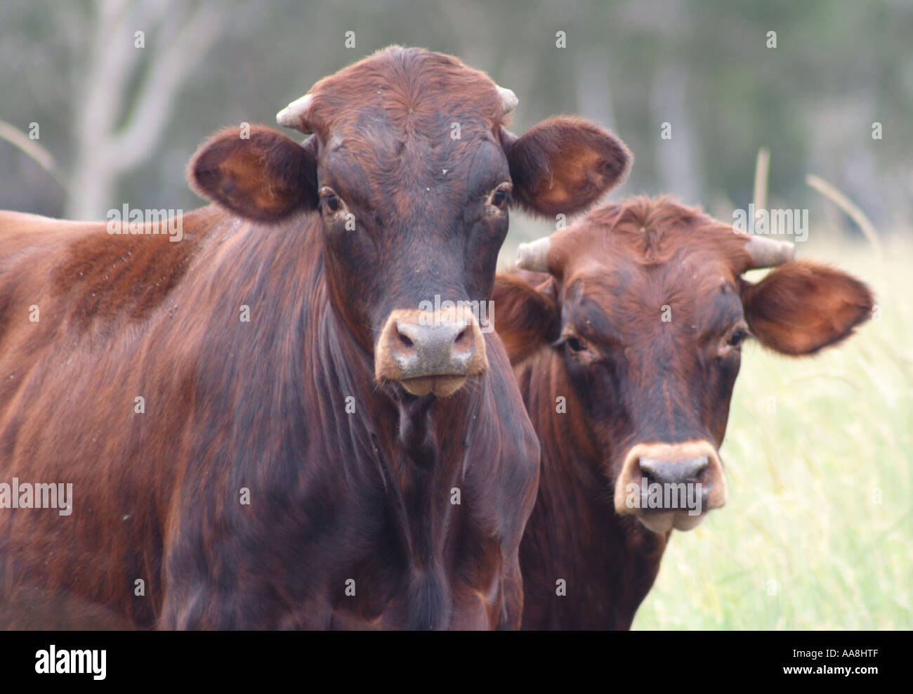 Forlorn cow hi-res stock photography and images - Alamy