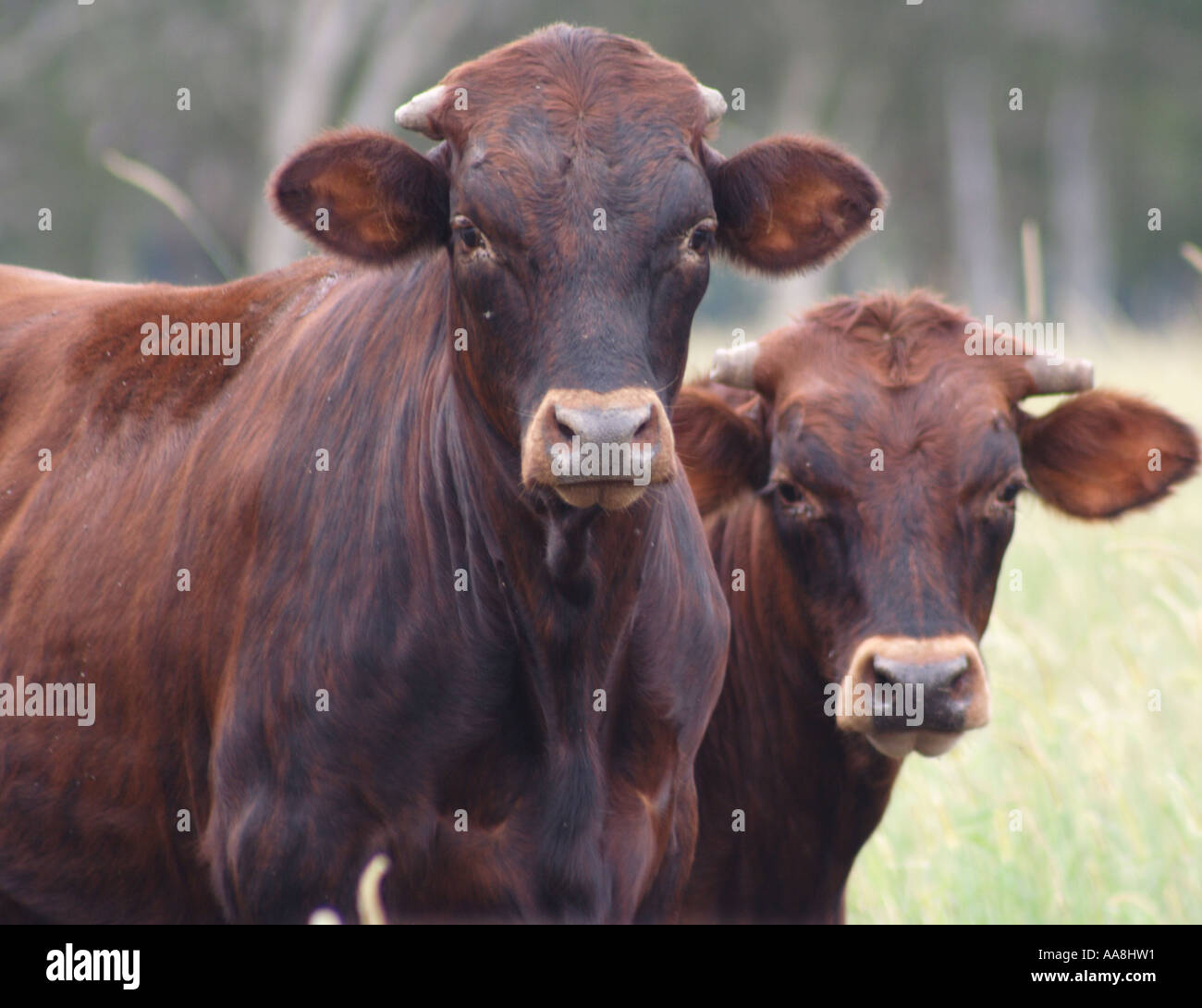 COW IN OPEN PADDOCK HORIZONTAL BAPDA7434 Stock Photo - Alamy