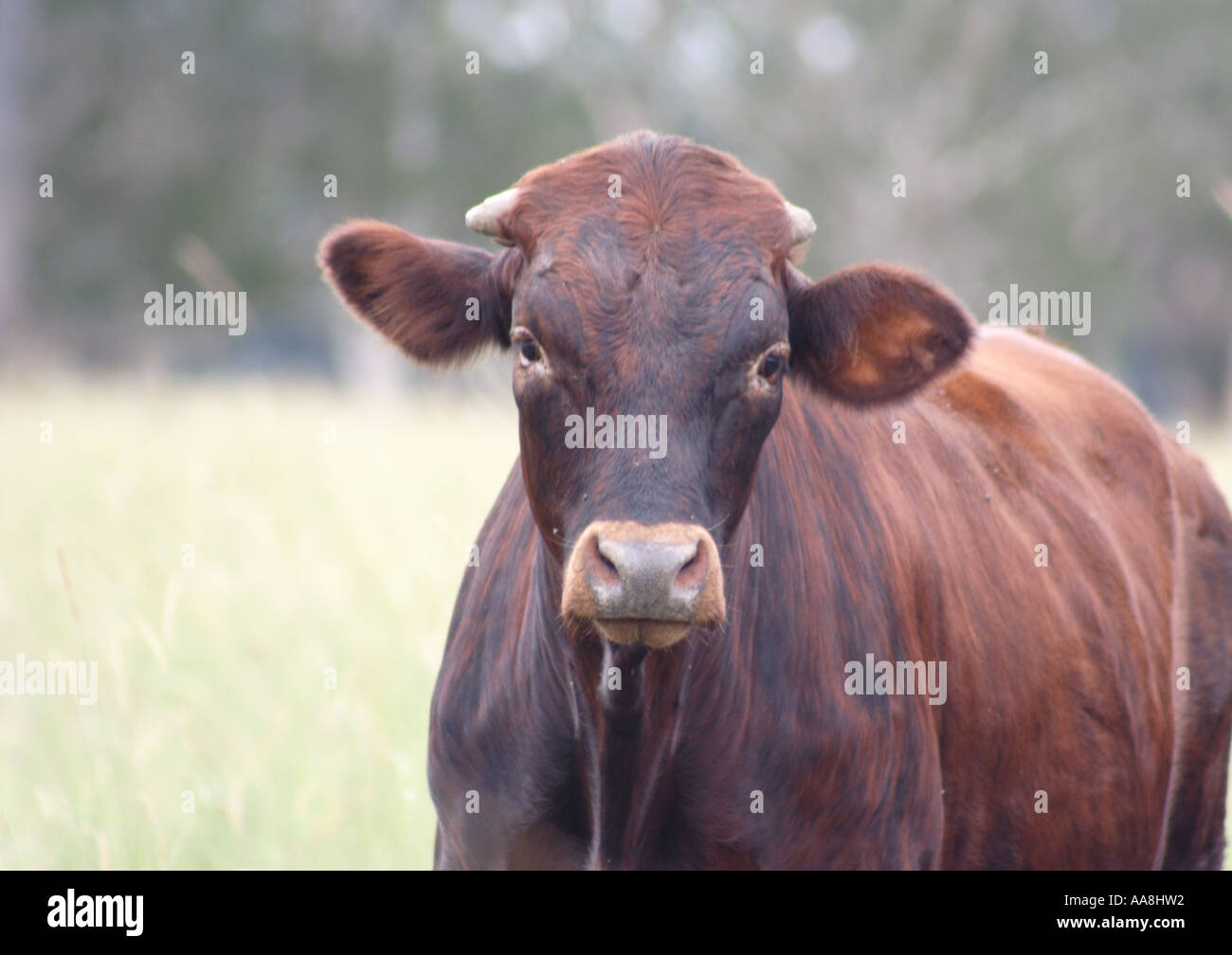 Friendly cow eating grass in hi-res stock photography and images - Alamy