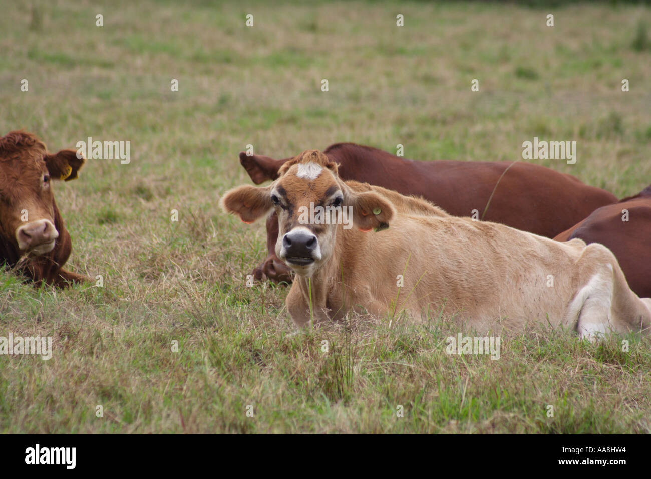 Forlorn cow hi-res stock photography and images - Alamy