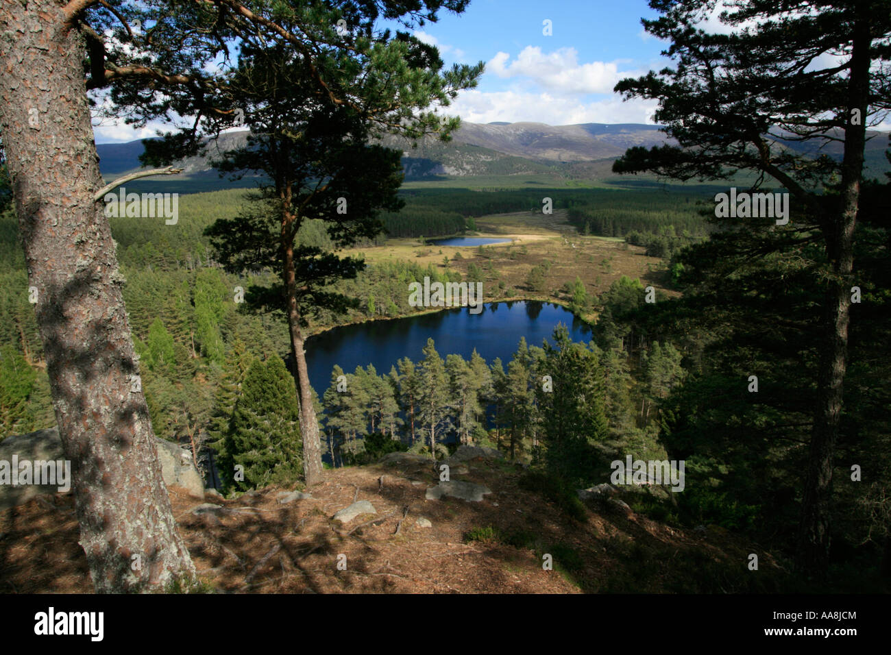 Inshriach forest hi-res stock photography and images - Alamy