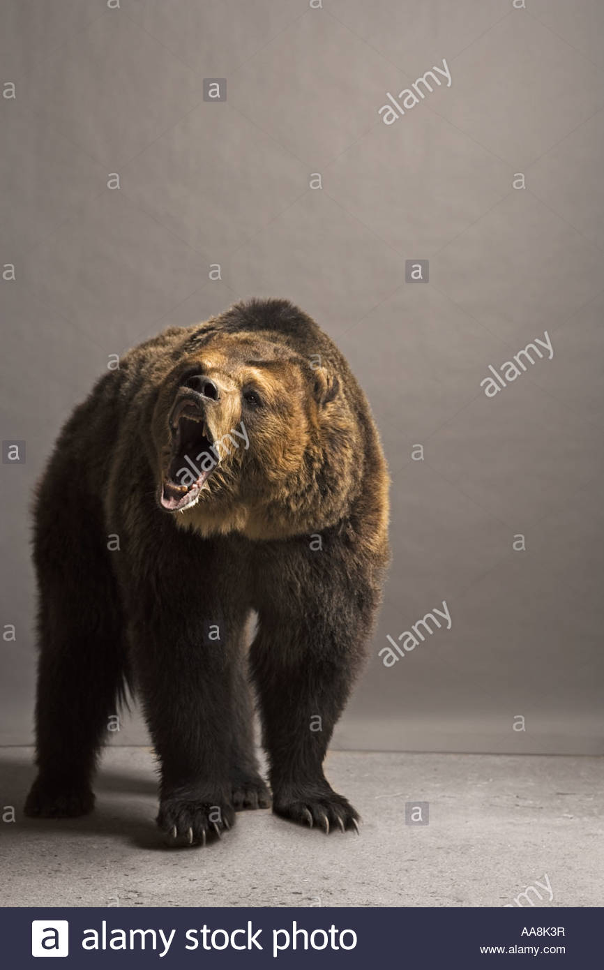 Bear Roaring Stock Photos & Bear Roaring Stock Images - Alamy