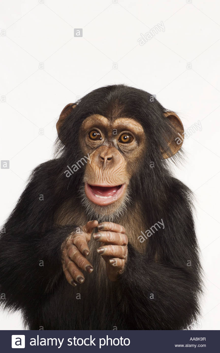 Chimpanzee Smiling Stock Photos & Chimpanzee Smiling Stock Images - Alamy