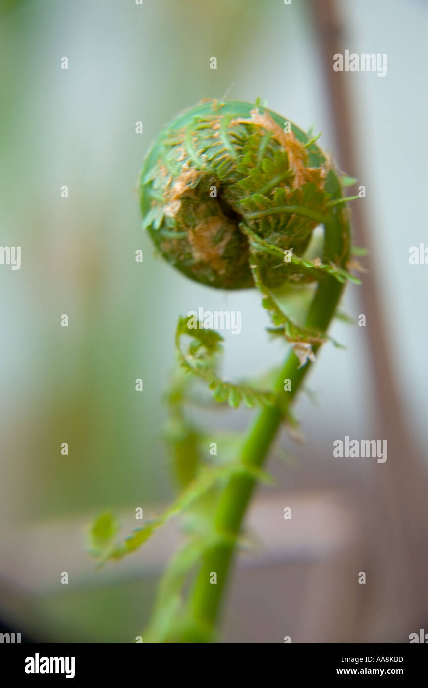 Fiddle head ferns hi-res stock photography and images - Alamy