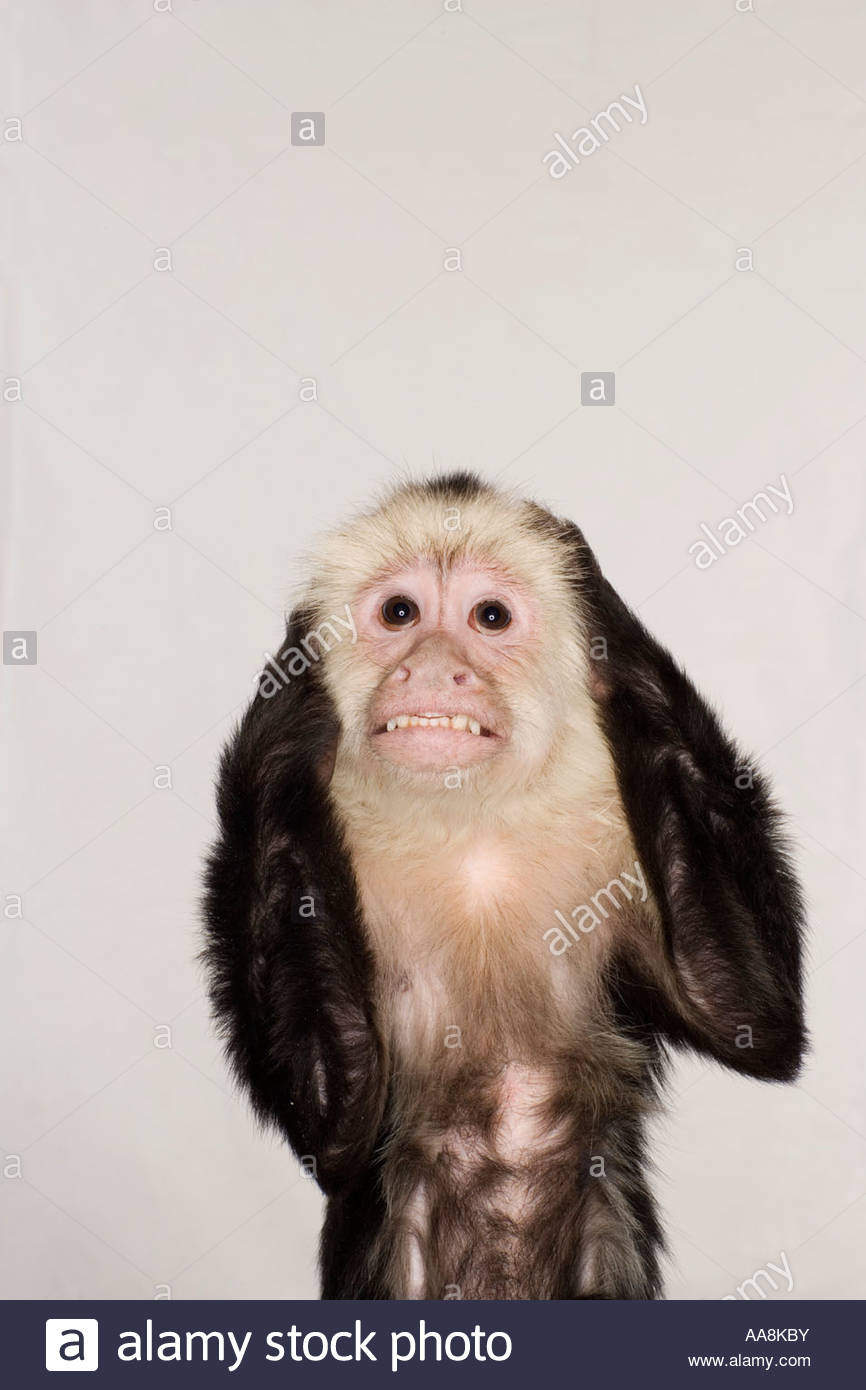 Monkey Cut Out Stock Photos & Monkey Cut Out Stock Images - Alamy