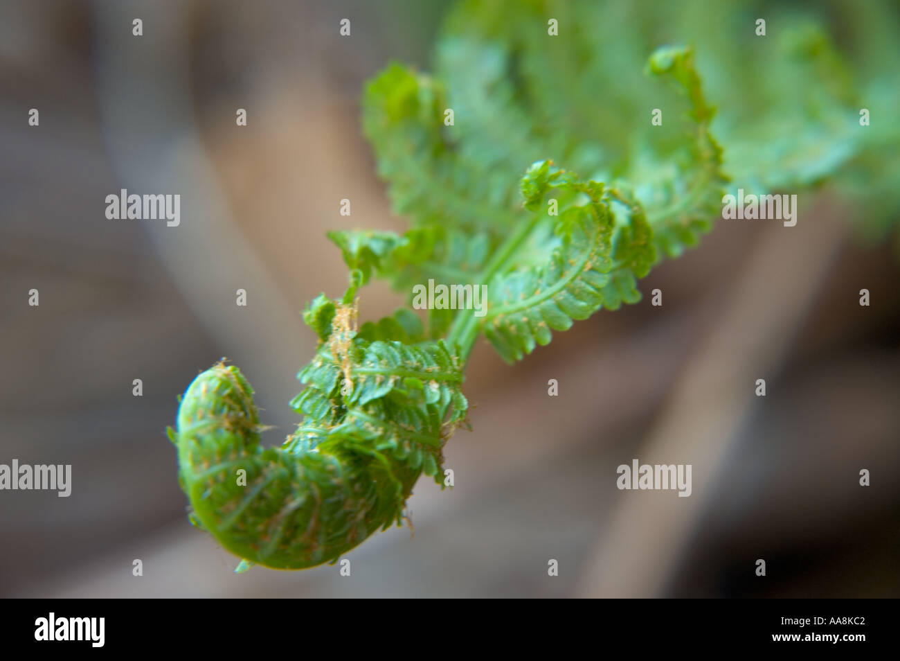 Curled fern fiddleheads hi-res stock photography and images - Alamy Curled fern fiddleheads hi-res stock photography and images - Alamy