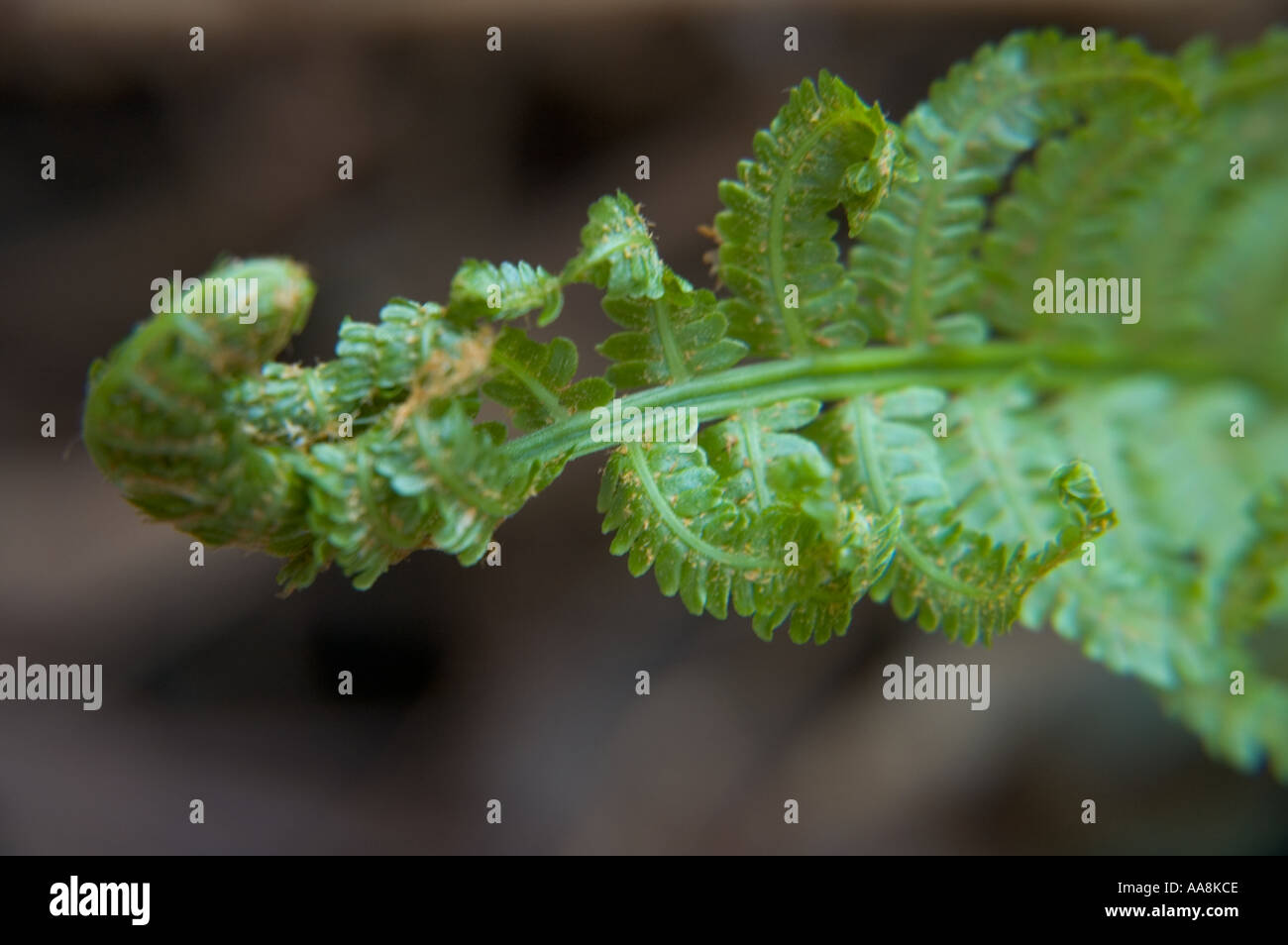 Curled fiddleheads hi-res stock photography and images - Alamy Curled fiddleheads hi-res stock photography and images - Alamy