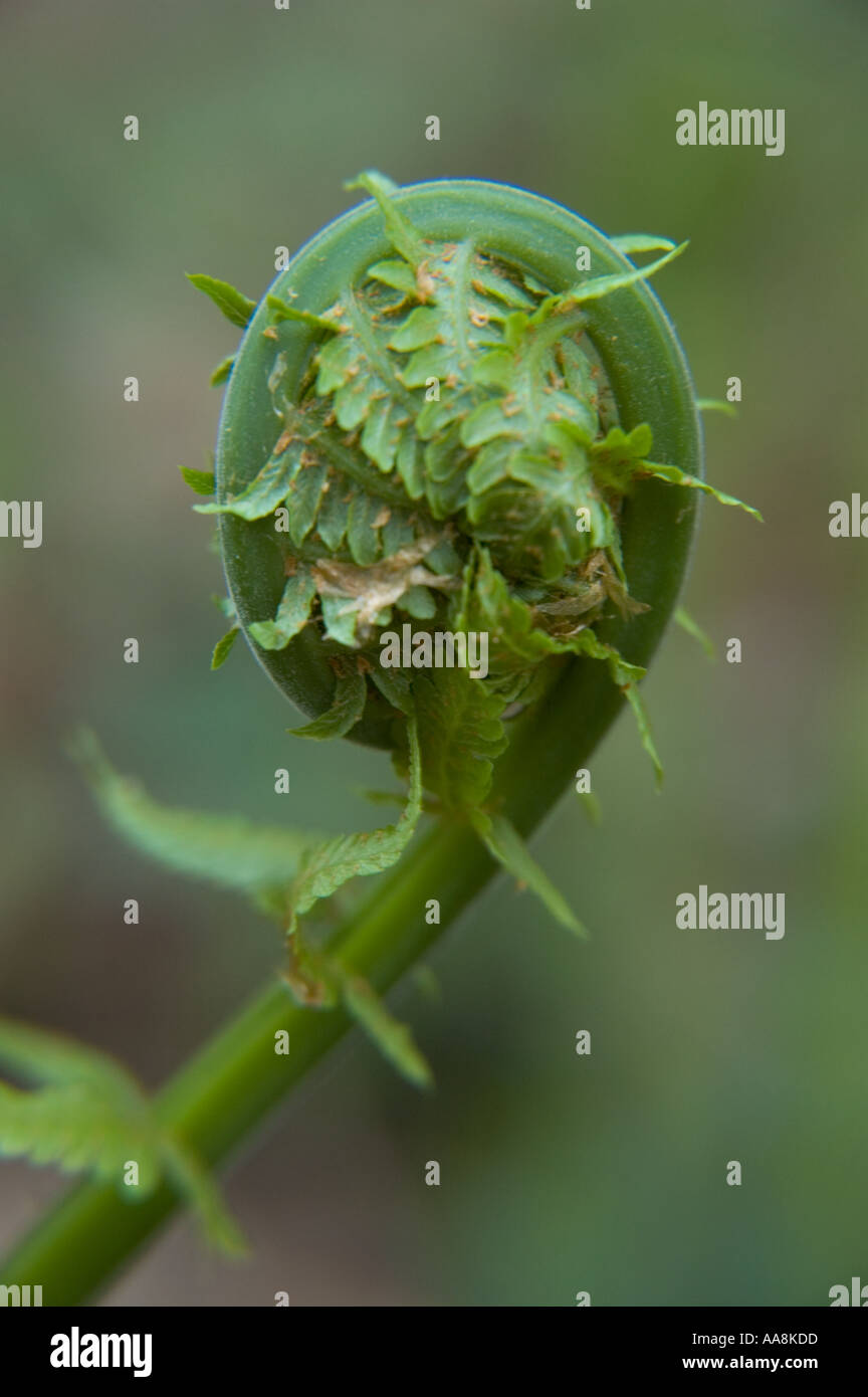 Fiddle head ferns hi-res stock photography and images - Alamy