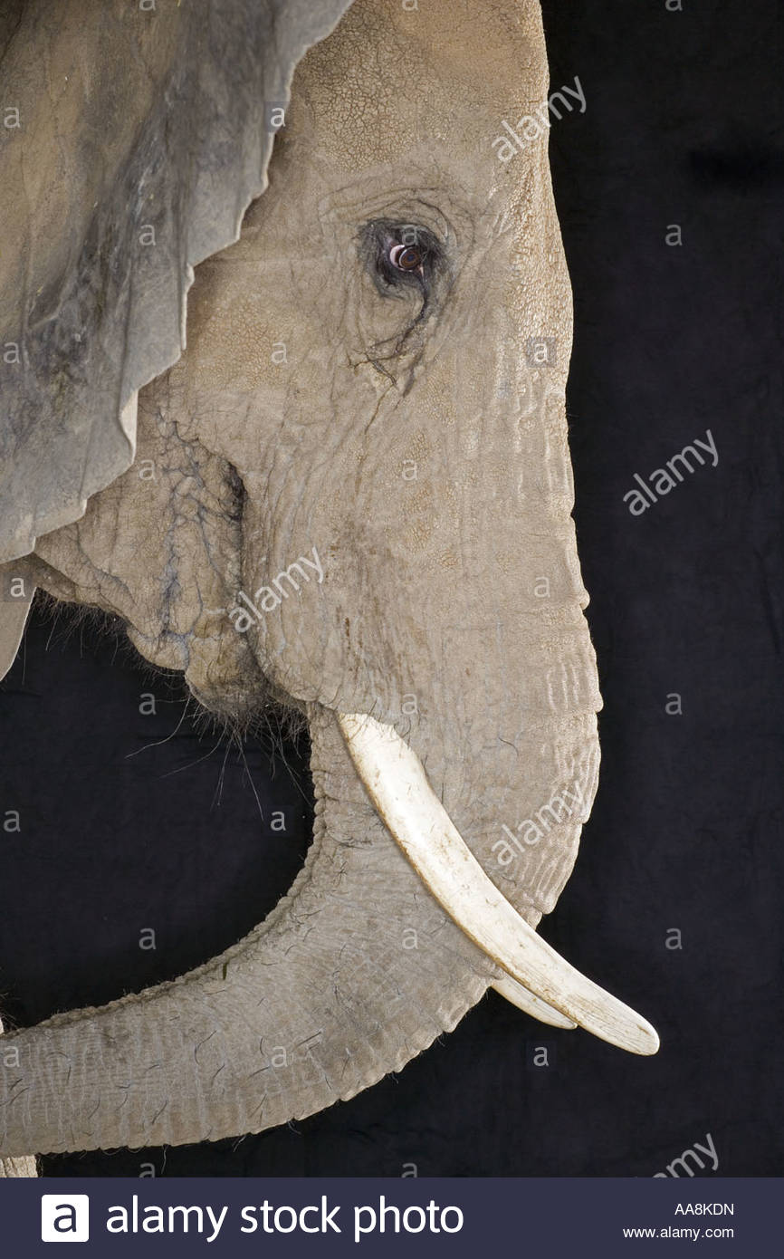 Elephant Profile Stock Photos & Elephant Profile Stock Images - Alamy
